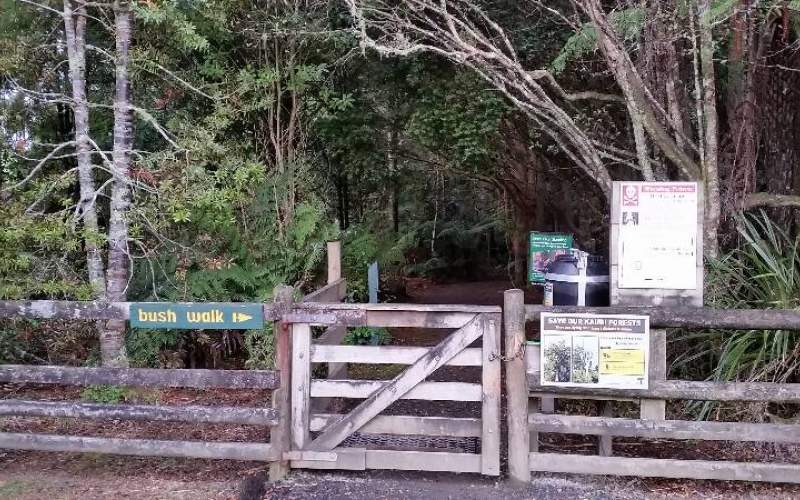 Trounson Kauri Park Campground | Full Service Camp | New Zealand